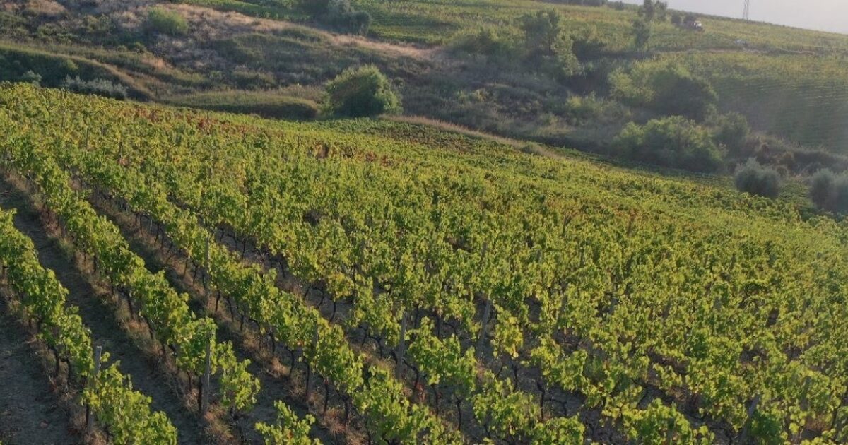 Entrepotduvin | Vigneti Vumbaca, Cirò, Calabria